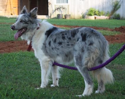 Some of Our Past Puppies As Adults/ They grow up too fast!