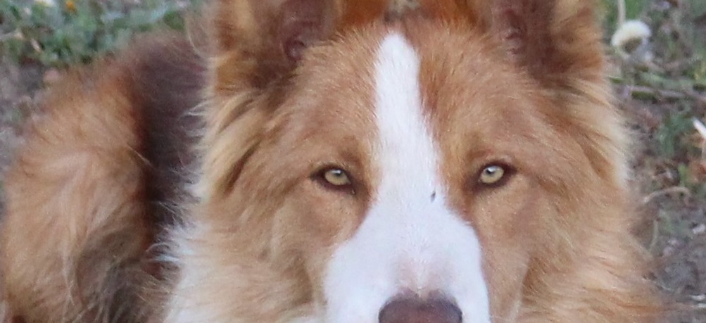 Saddleback Sable Border Collie