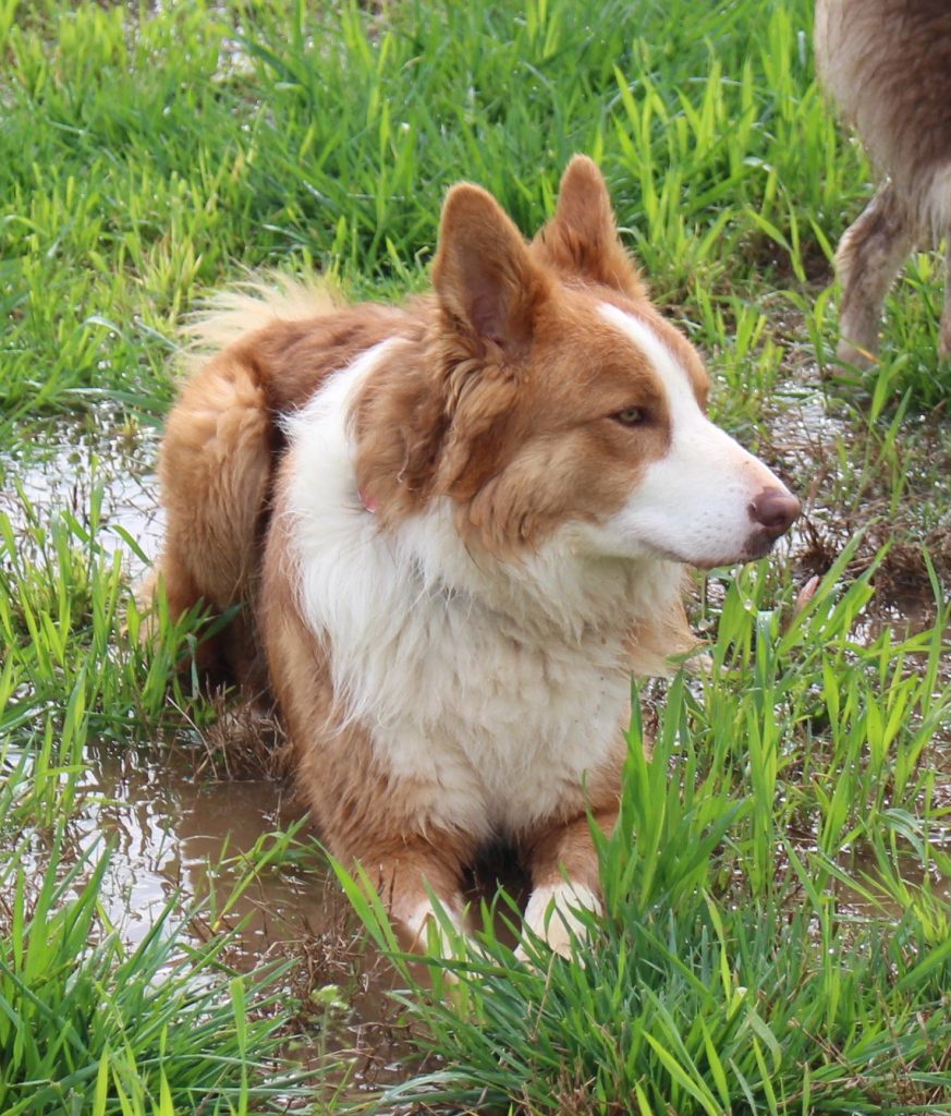 Registered Red Tri Border Collie | C Bar C Ranch - Alabama