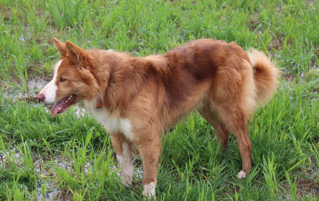 Registered Red Tri Border Collie | C Bar C Ranch - Alabama