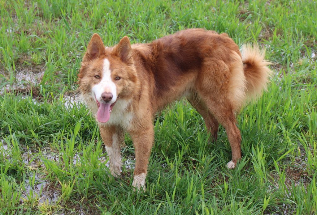 Registered Red Tri Border Collie | C Bar C Ranch - Alabama