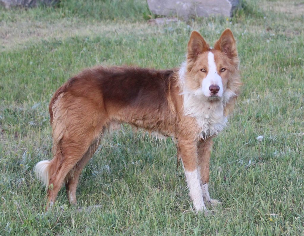 Registered Red Tri Border Collie | C Bar C Ranch - Alabama