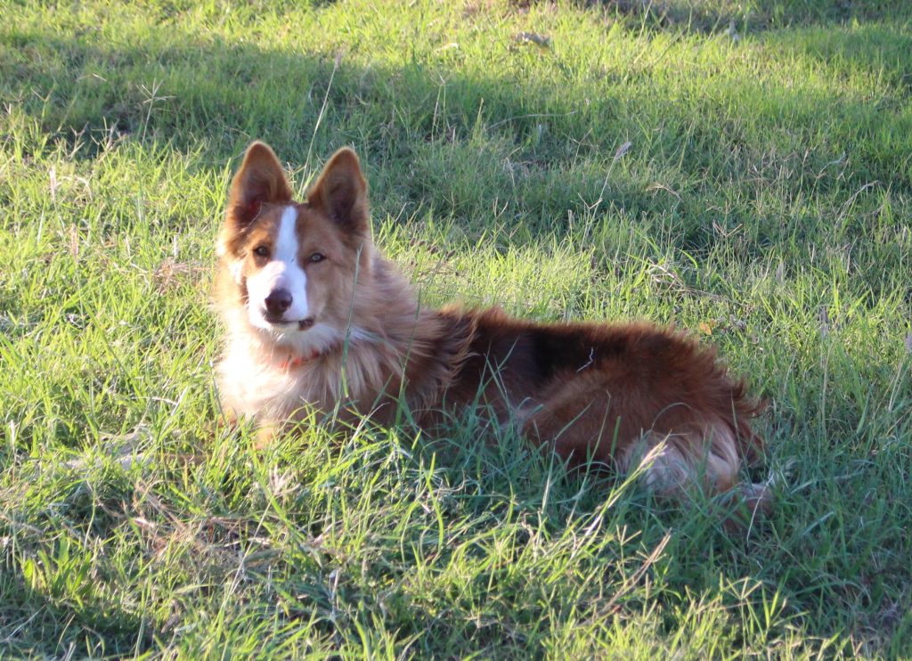 Registered Red Tri Border Collie | C Bar C Ranch - Alabama