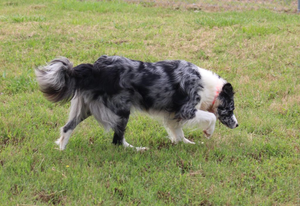 KC - Blue Merle Border Collie | C Bar C Ranch - Alabama
