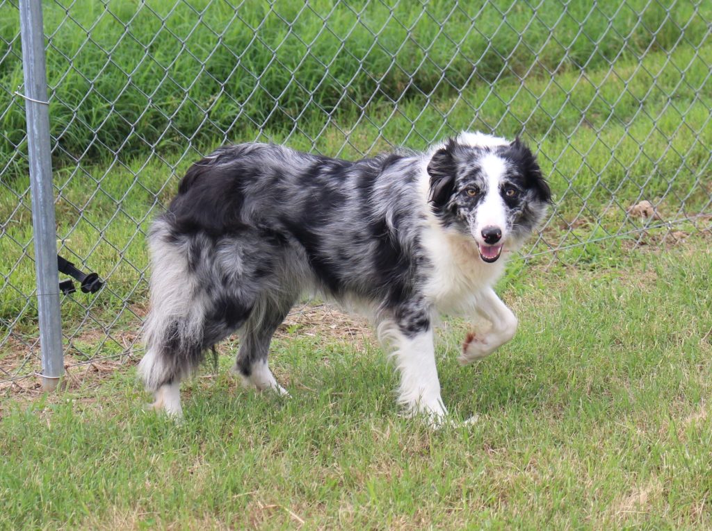KC - Blue Merle Border Collie | C Bar C Ranch - Alabama