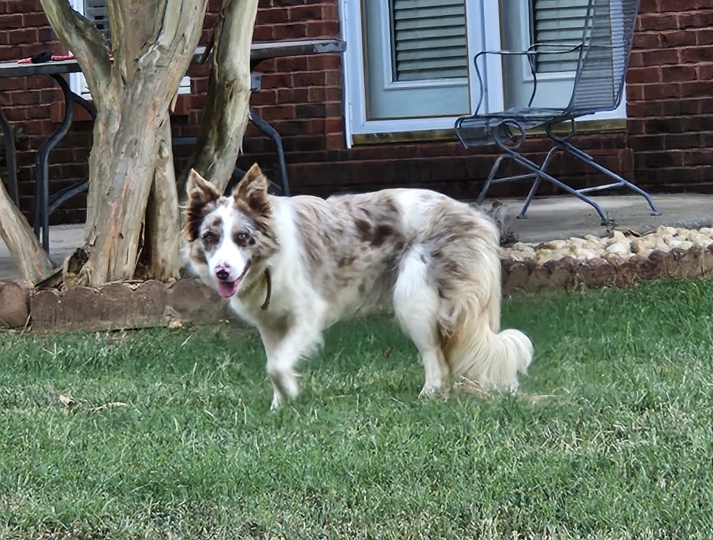 CC Dallas | Red Merle Border Collie| C Bar C Ranch