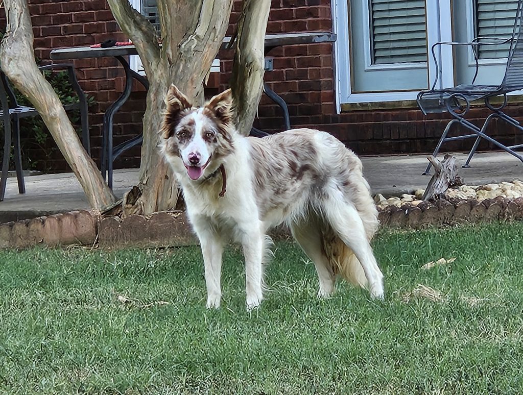 CC Dallas | Red Merle Border Collie| C Bar C Ranch