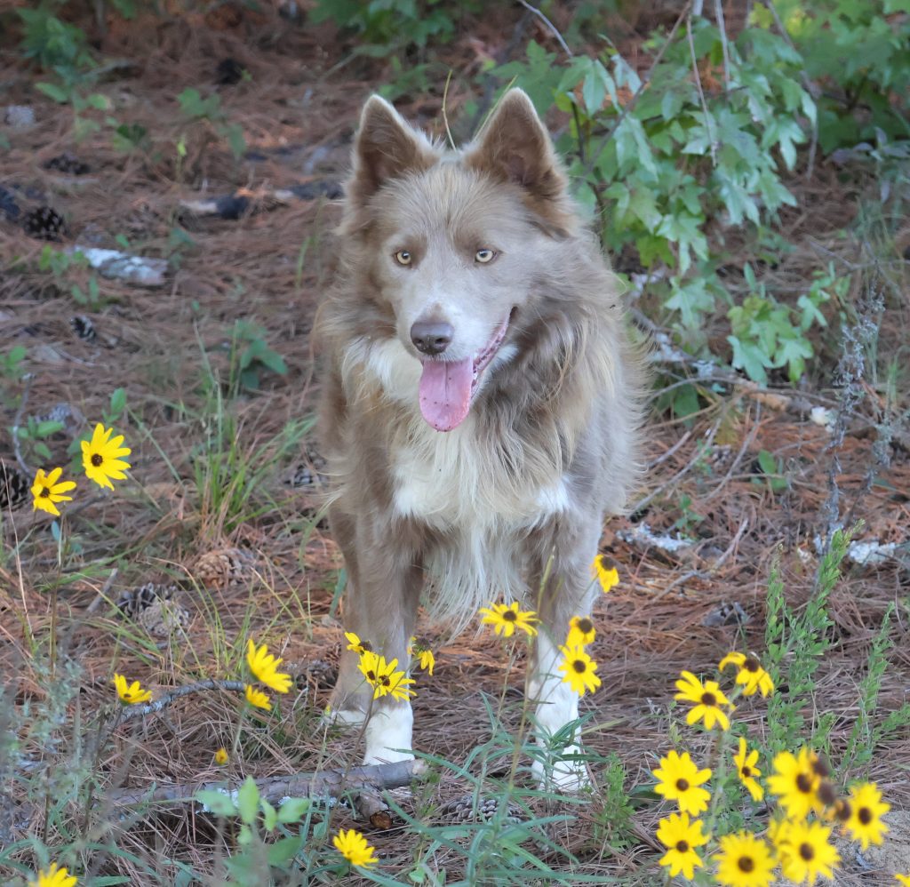 CC TURBO - Lilac Border Collie C Bar C Ranch - Alabama