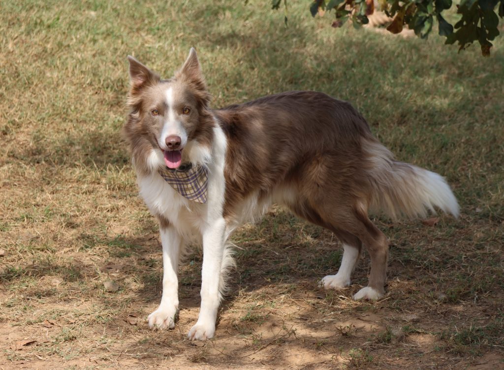 TULSA-Lilac Border Collies | C Bar C Ranch - Alabama