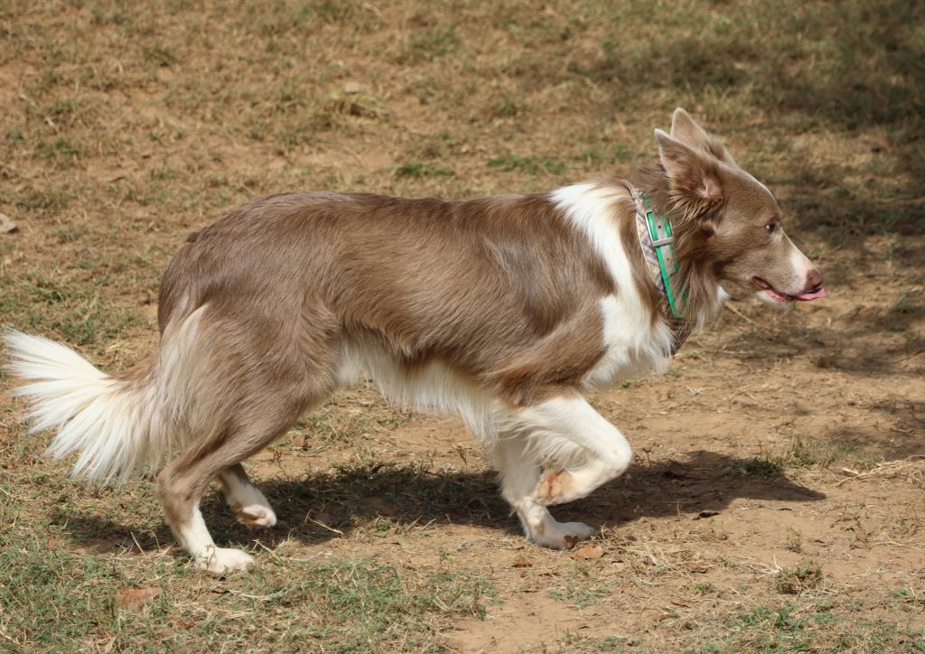 TULSA-Lilac Border Collies | C Bar C Ranch - Alabama