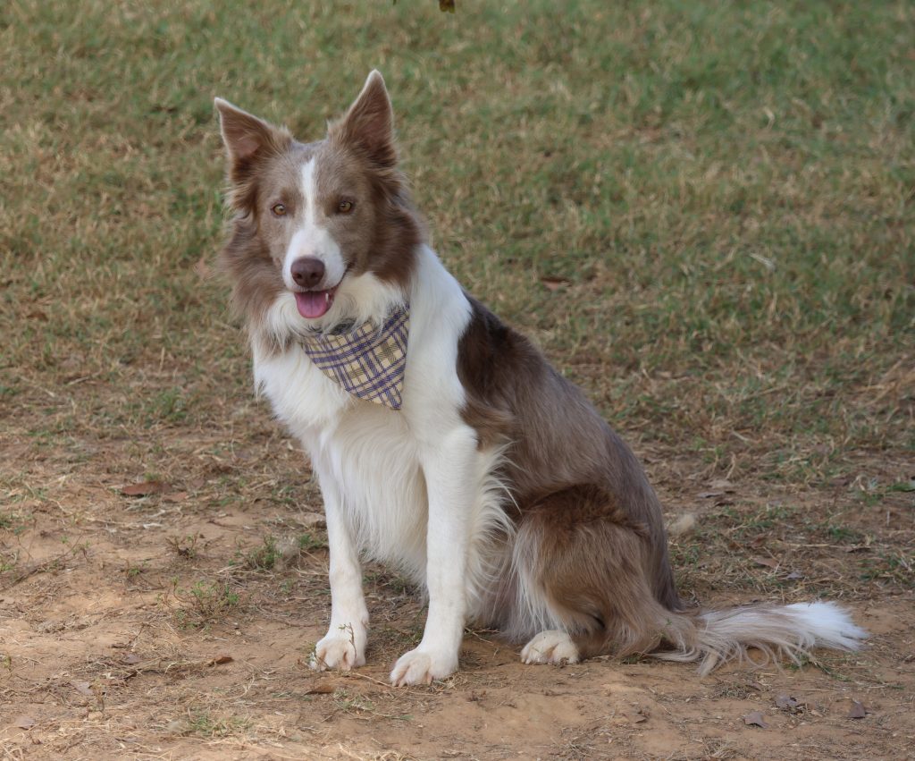 TULSA-Lilac Border Collies | C Bar C Ranch - Alabama