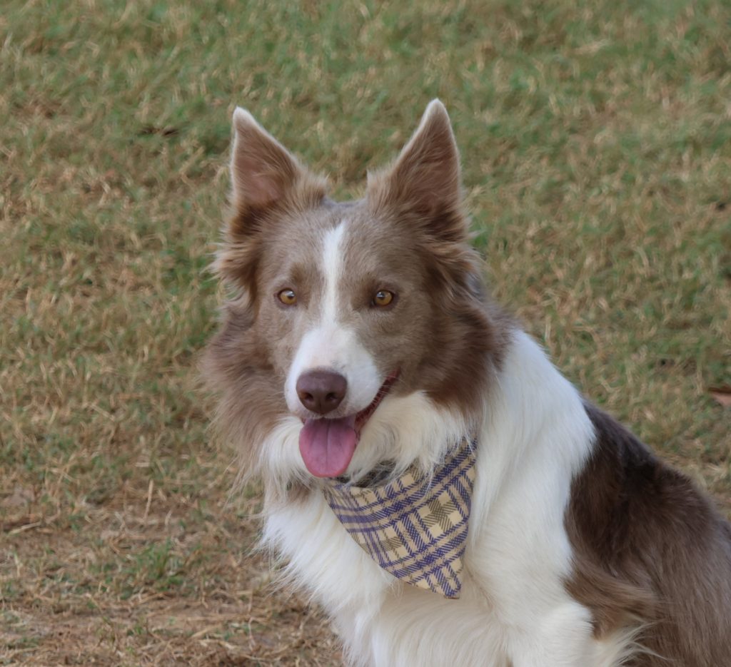 TULSA-Lilac Border Collies | C Bar C Ranch - Alabama