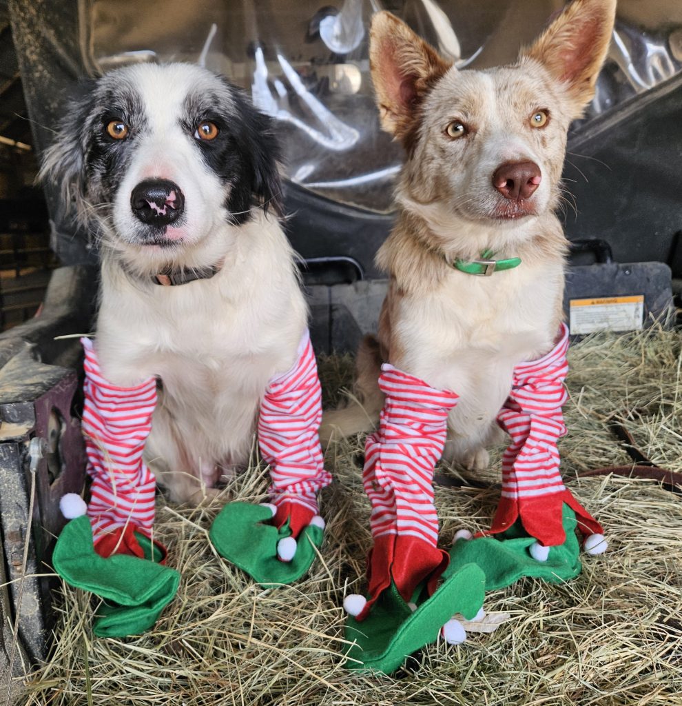 CC Josie | C Bar C Ranch - Blue Merle Border Collie