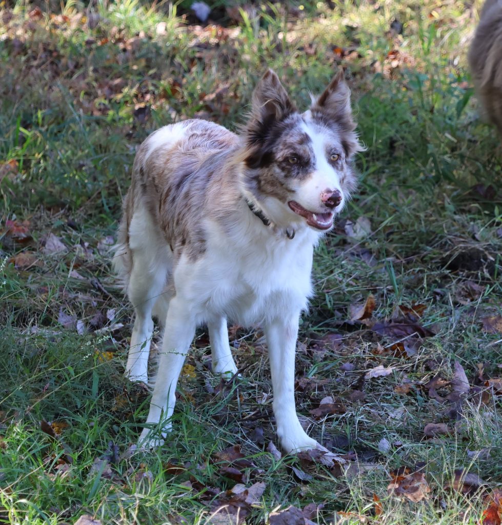 CC Dallas | Red Merle Border Collie| C Bar C Ranch