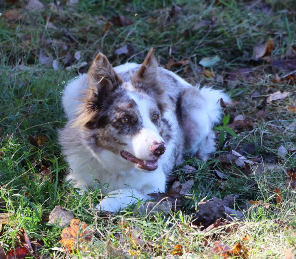 CC Dallas | Red Merle Border Collie| C Bar C Ranch