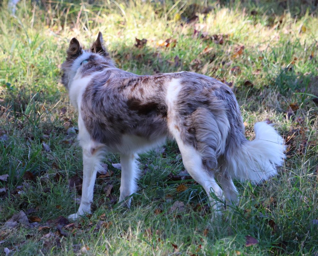 CC Dallas | Red Merle Border Collie| C Bar C Ranch